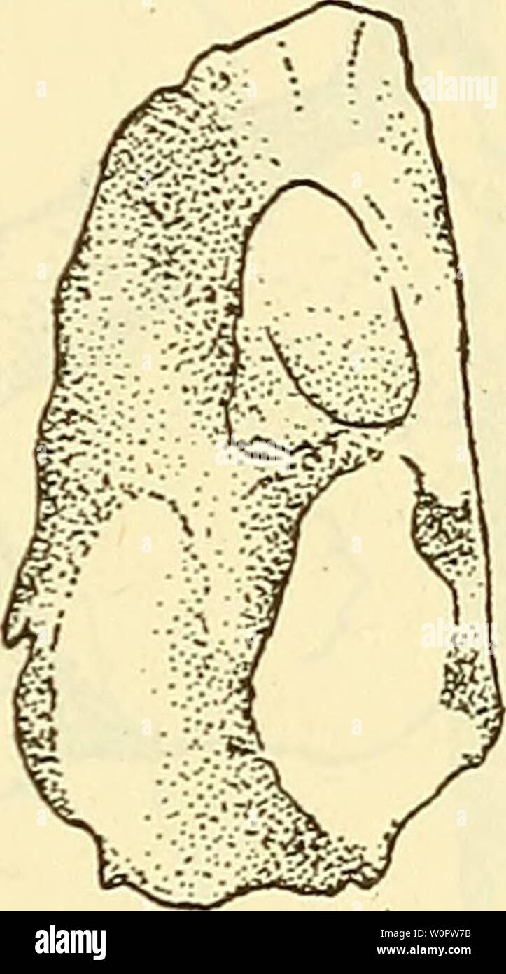 Holocephali hi-res stock photography and images - Alamy