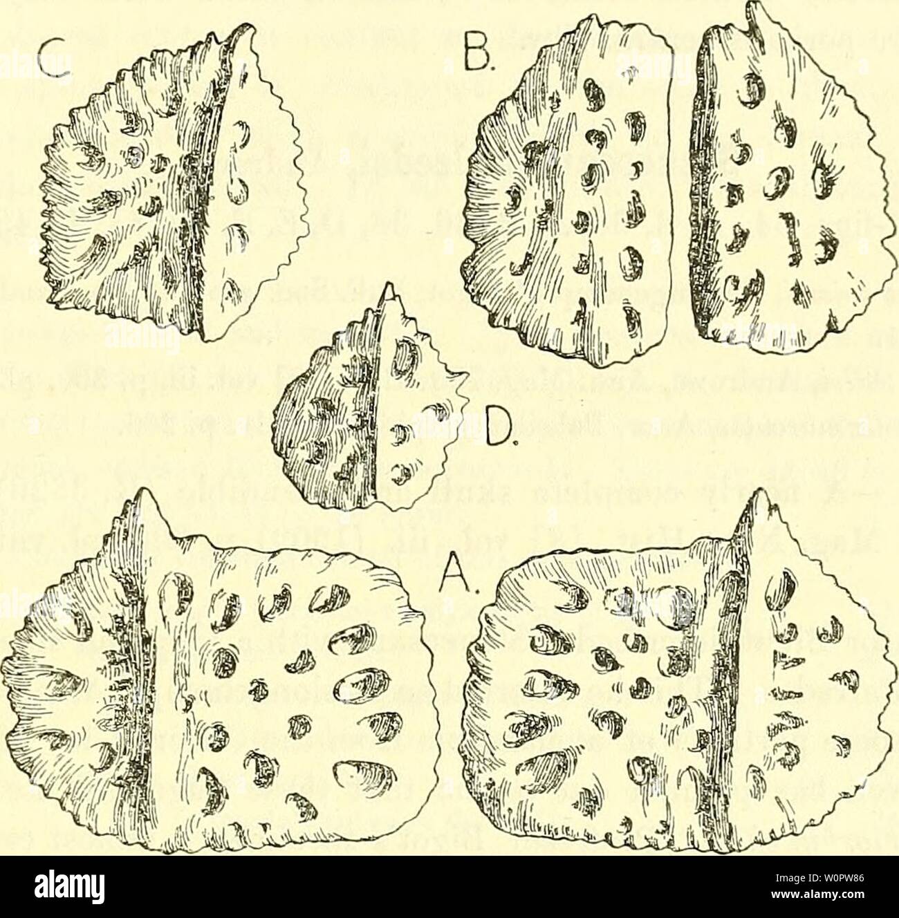Steneosaurus hi-res stock photography and images - Alamy
