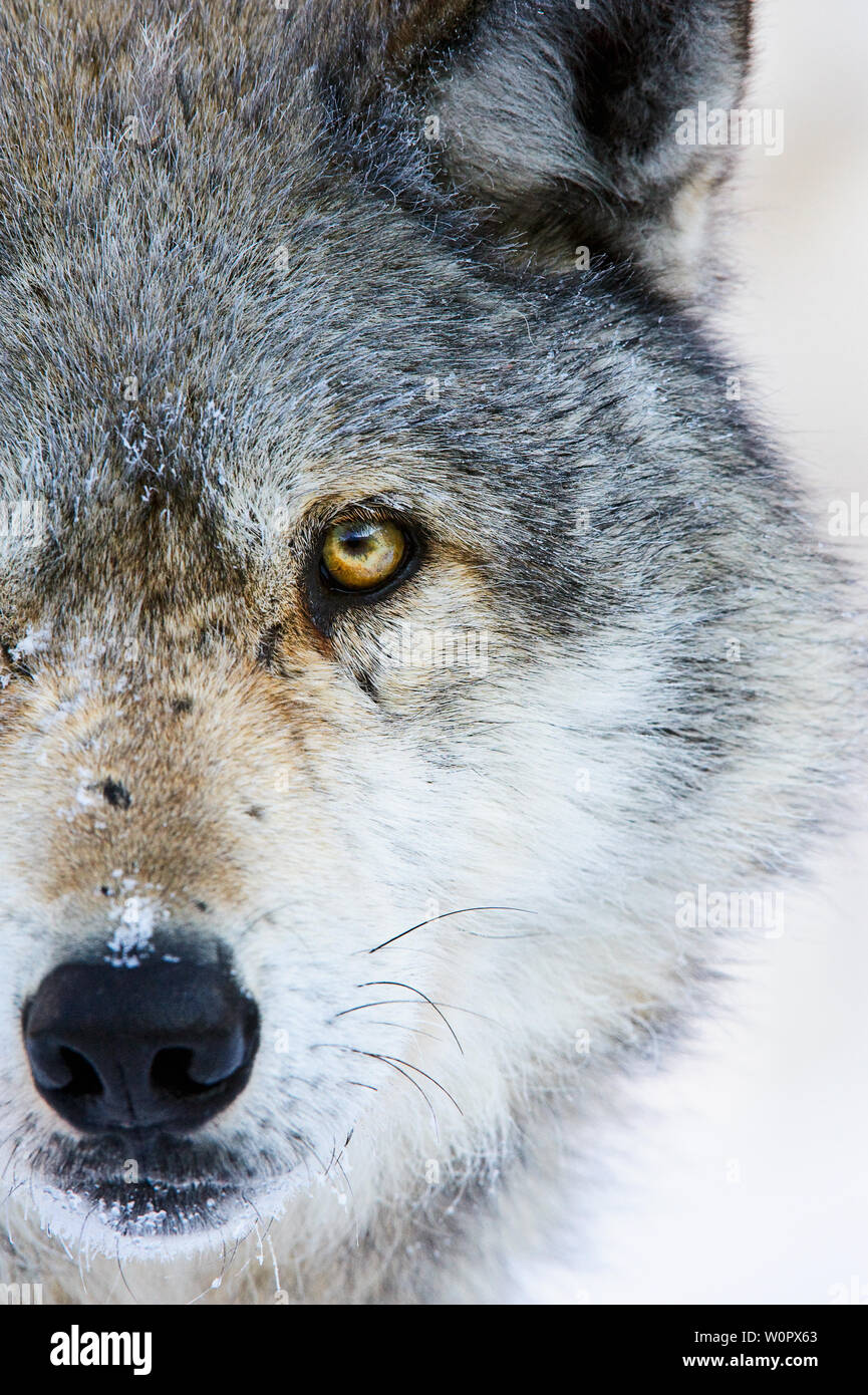 Portrait of Gray Wolf in winter at a preserve in Ontario, Canada Stock ...