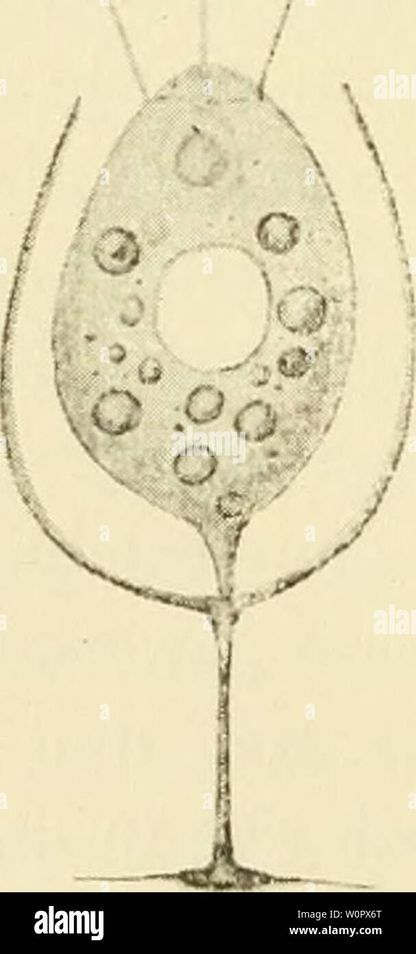 Codonosiga botrytis hi-res stock photography and images - Alamy