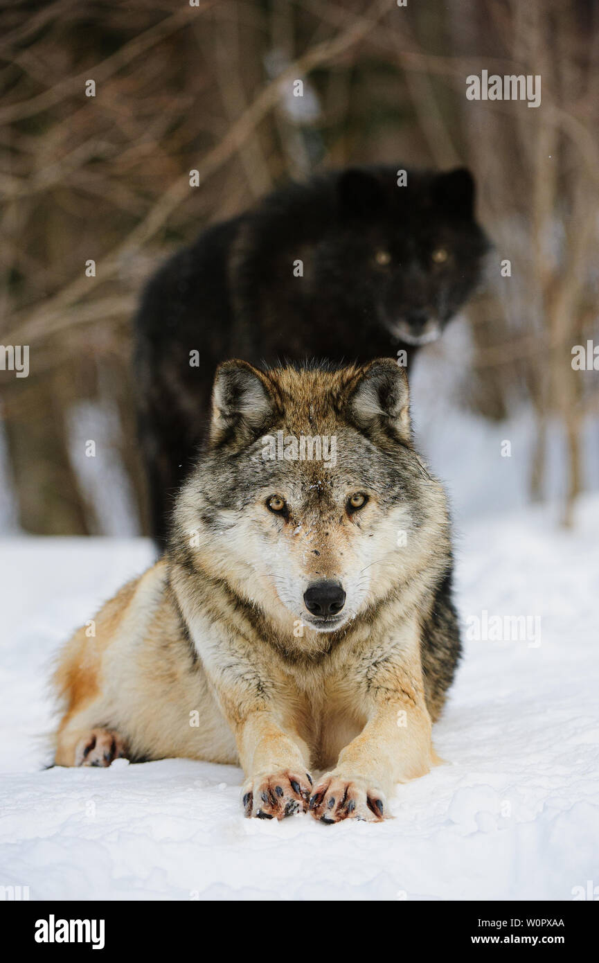 Wolves snow hi-res stock photography and images - Alamy