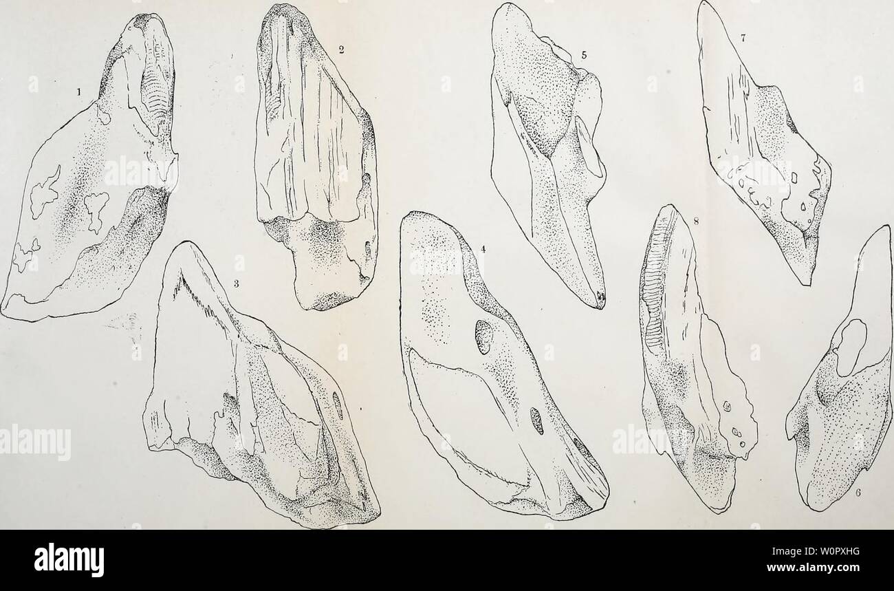 Archive image from page 162 of A description of the fossil. A ...