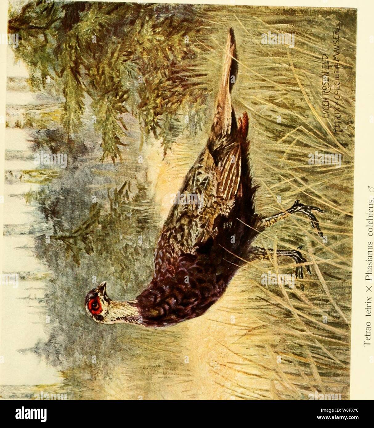 Drawing by franz von pocci hi-res stock photography and images - Alamy