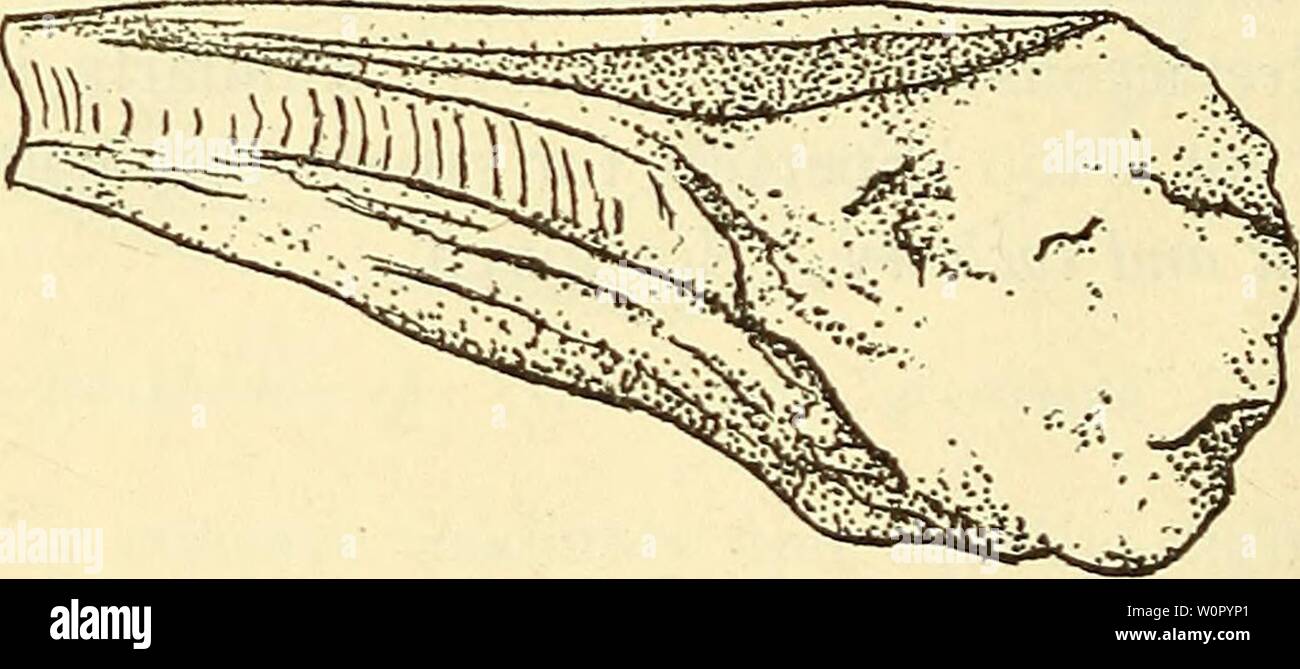 Mandibular ramus hi-res stock photography and images - Alamy