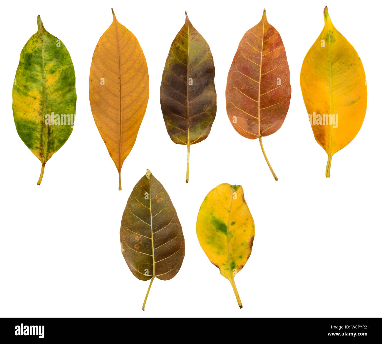Closeup of a set of different color autumn leaves Stock Photo - Alamy
