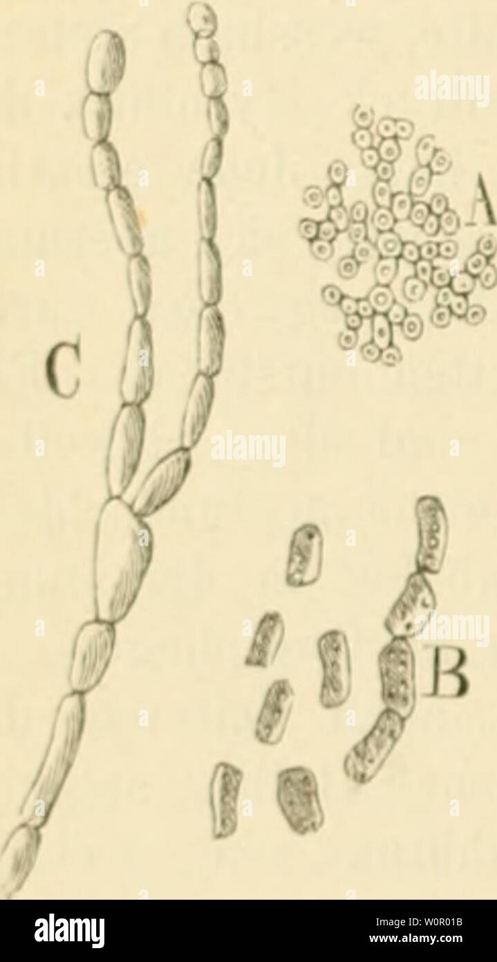 Micrococcus hi-res stock photography and images - Alamy