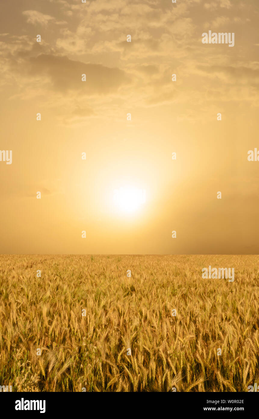 Green agriculture field golden sunset hi-res stock photography and ...