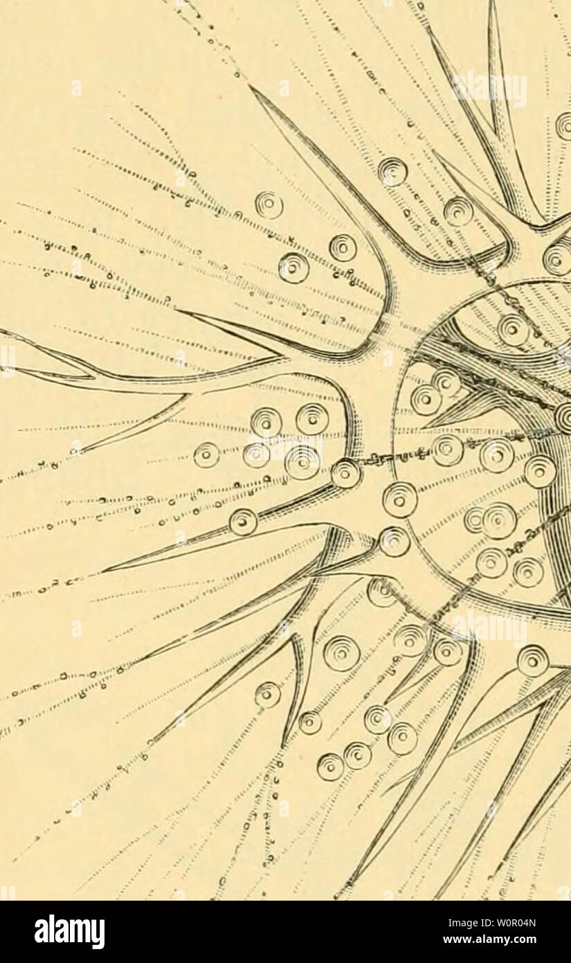 Diatom form hi-res stock photography and images - Alamy