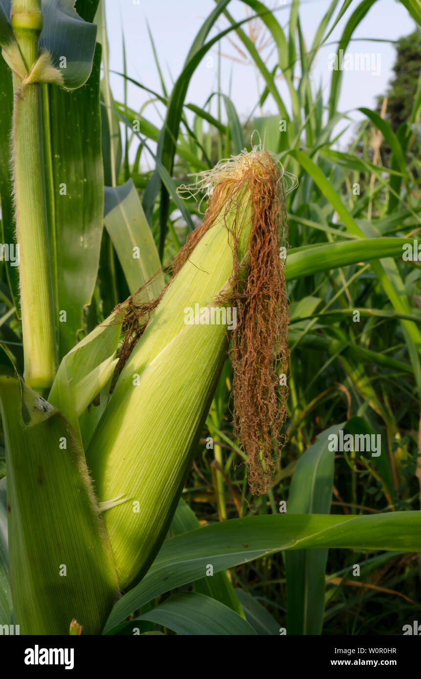 Closeup of a green corn on plant Stock Photo - Alamy