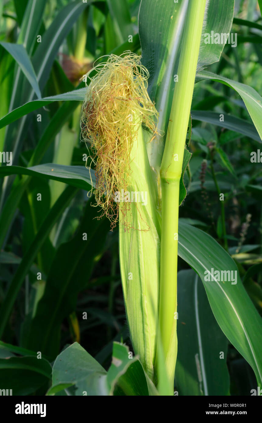 Green sweetcorn hi-res stock photography and images - Alamy