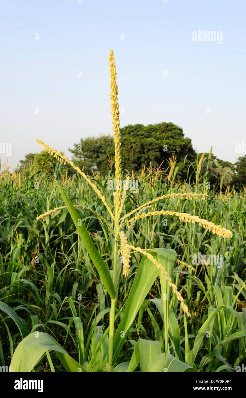 Corn Tassel Wreath