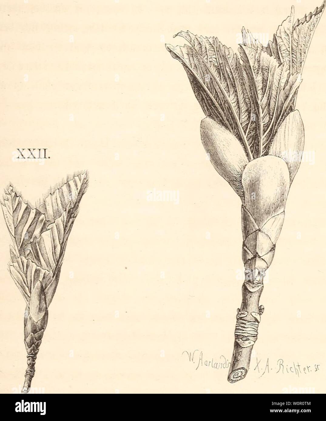 Archive image from page 190 of Der wald (1863 Stock Photo - Alamy