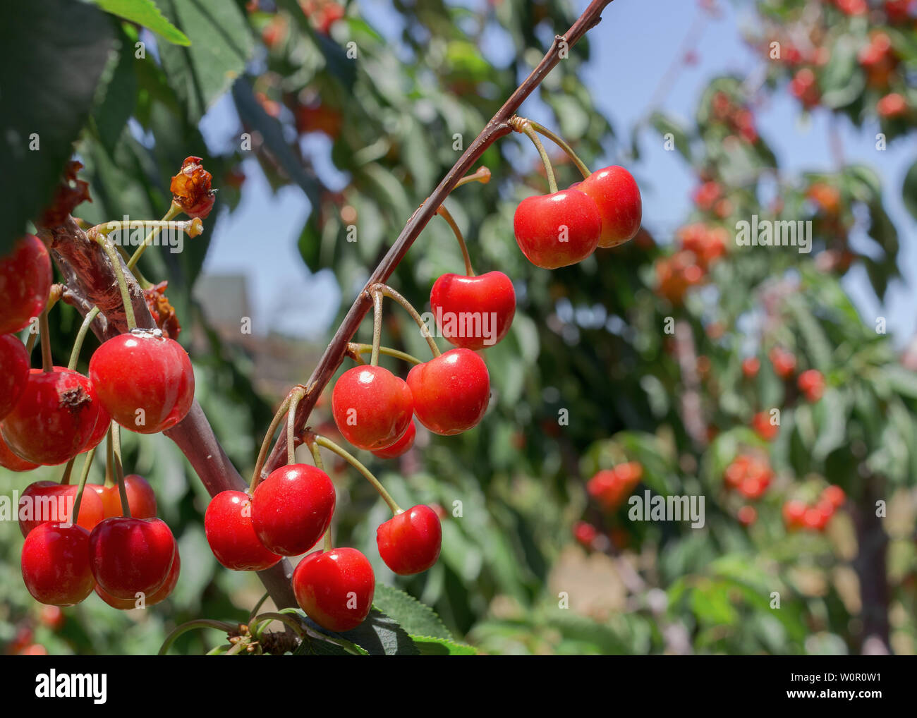 Cherry tree branch with fruit in the high desert in Southern California ...