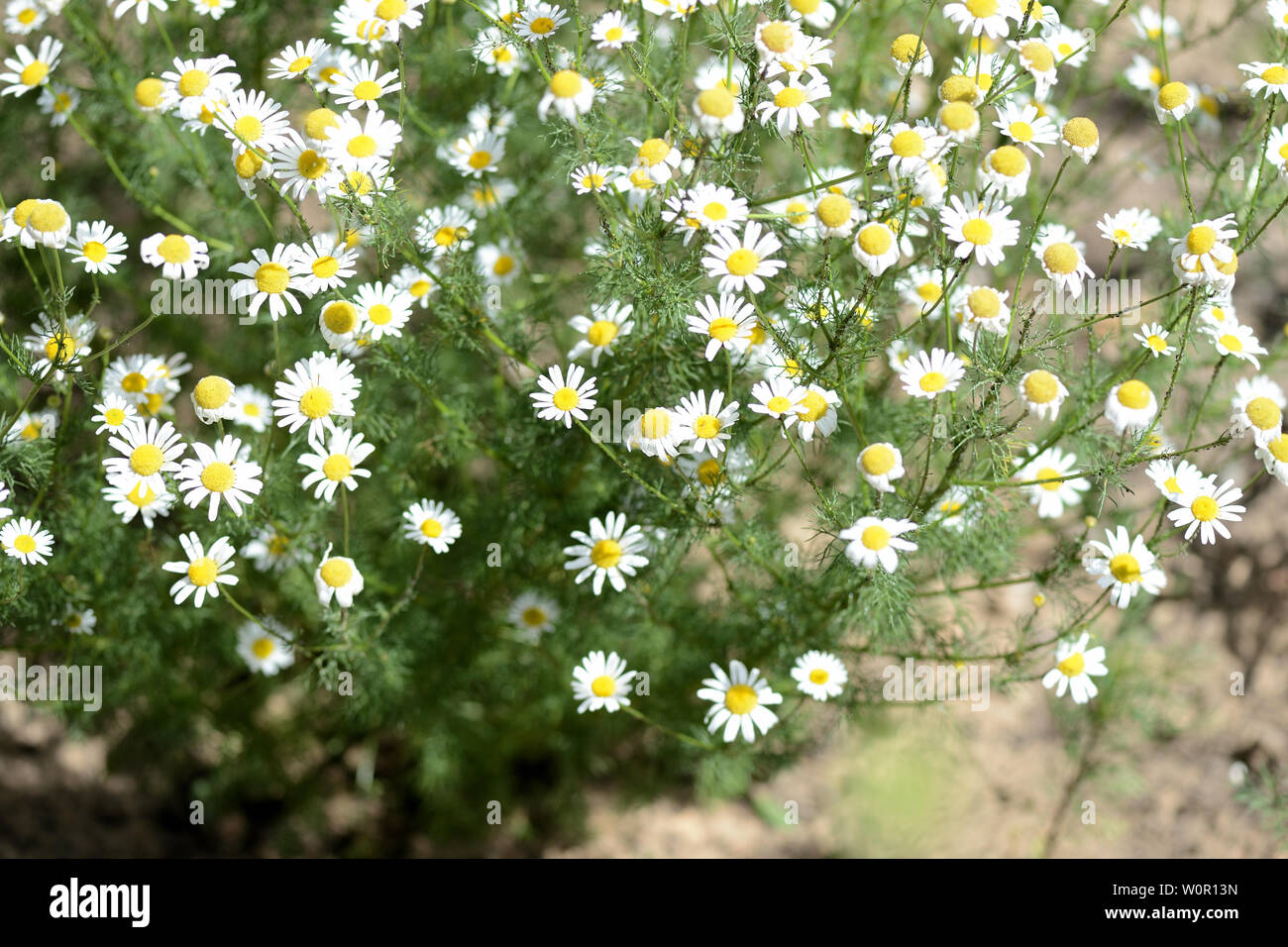 Matricaria recutita white flower yellow hi-res stock photography and ...