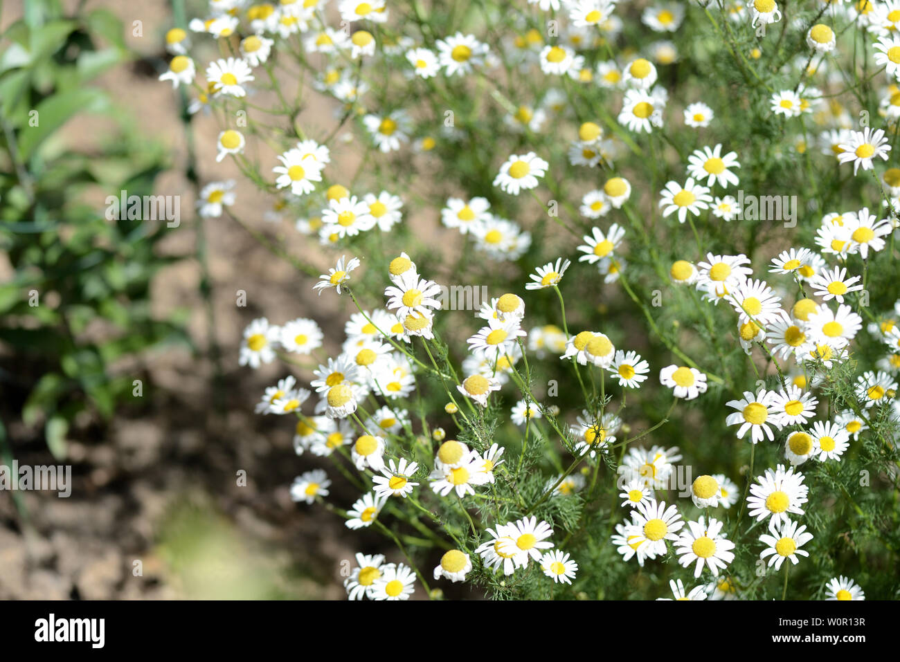 Matricaria recutita white flower yellow hi-res stock photography and ...
