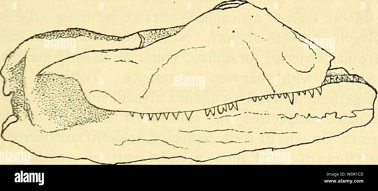 Saurodon leanus hi-res stock photography and images - Alamy