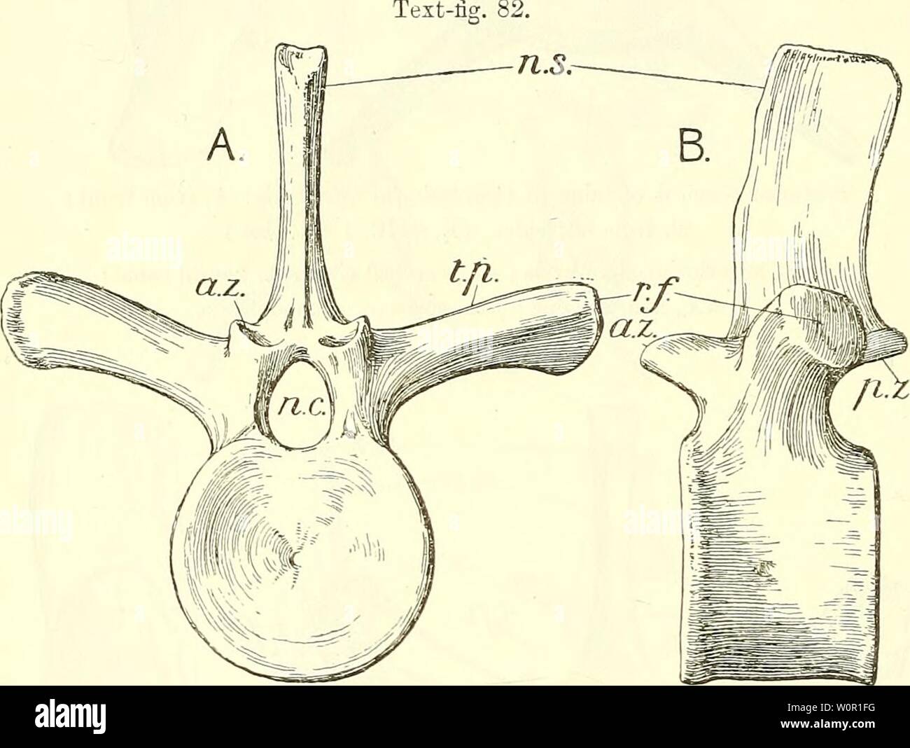 Neural spines hi-res stock photography and images - Alamy