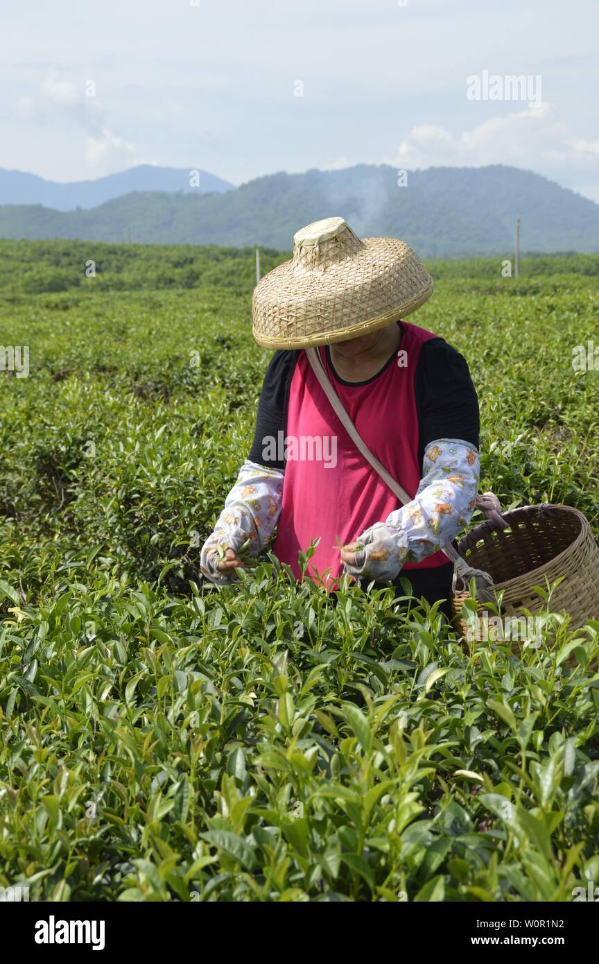 Hainan tea hi-res stock photography and images - Alamy