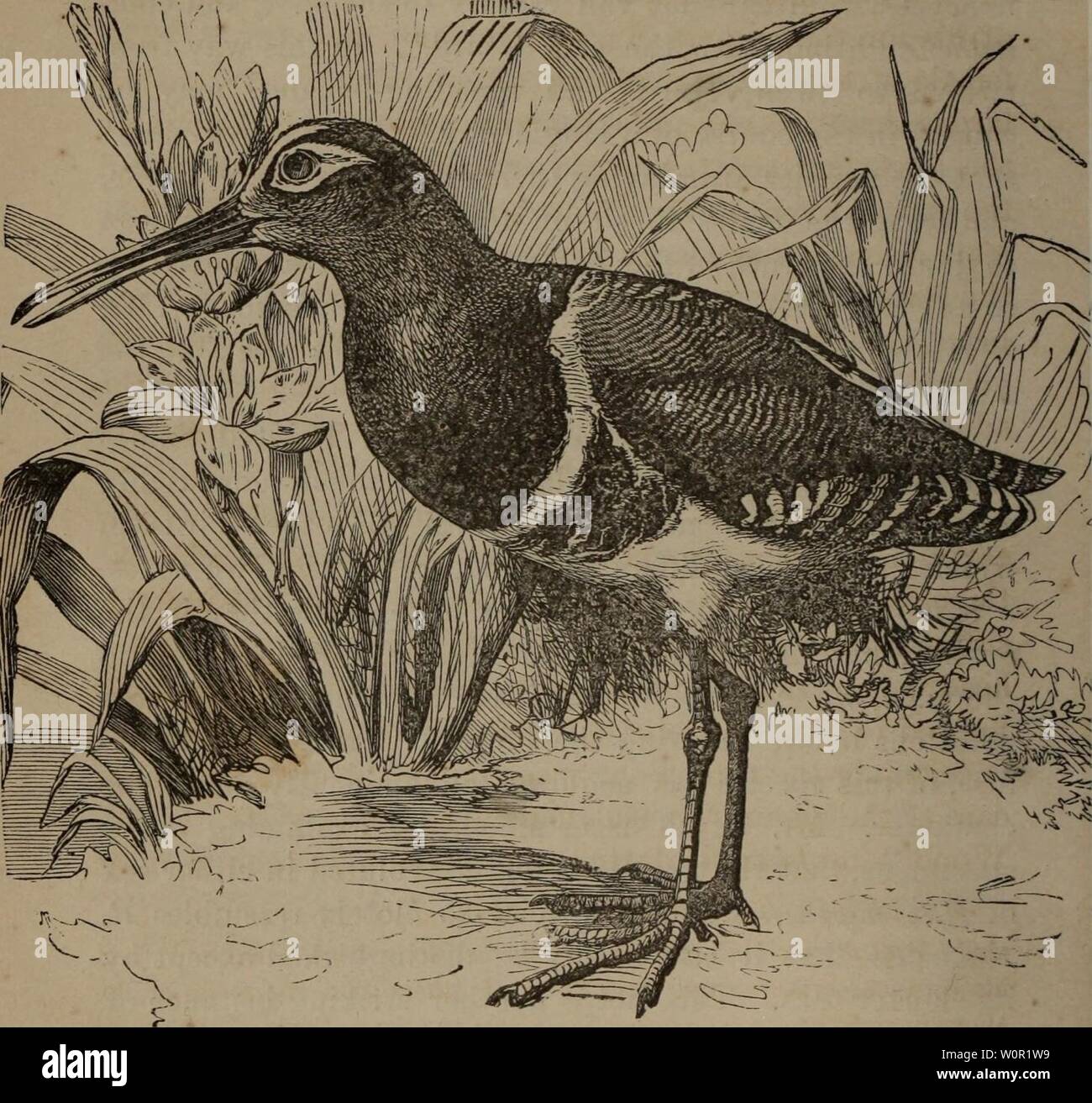 Archive image from page 205 of The descent of man, and Stock Photo - Alamy