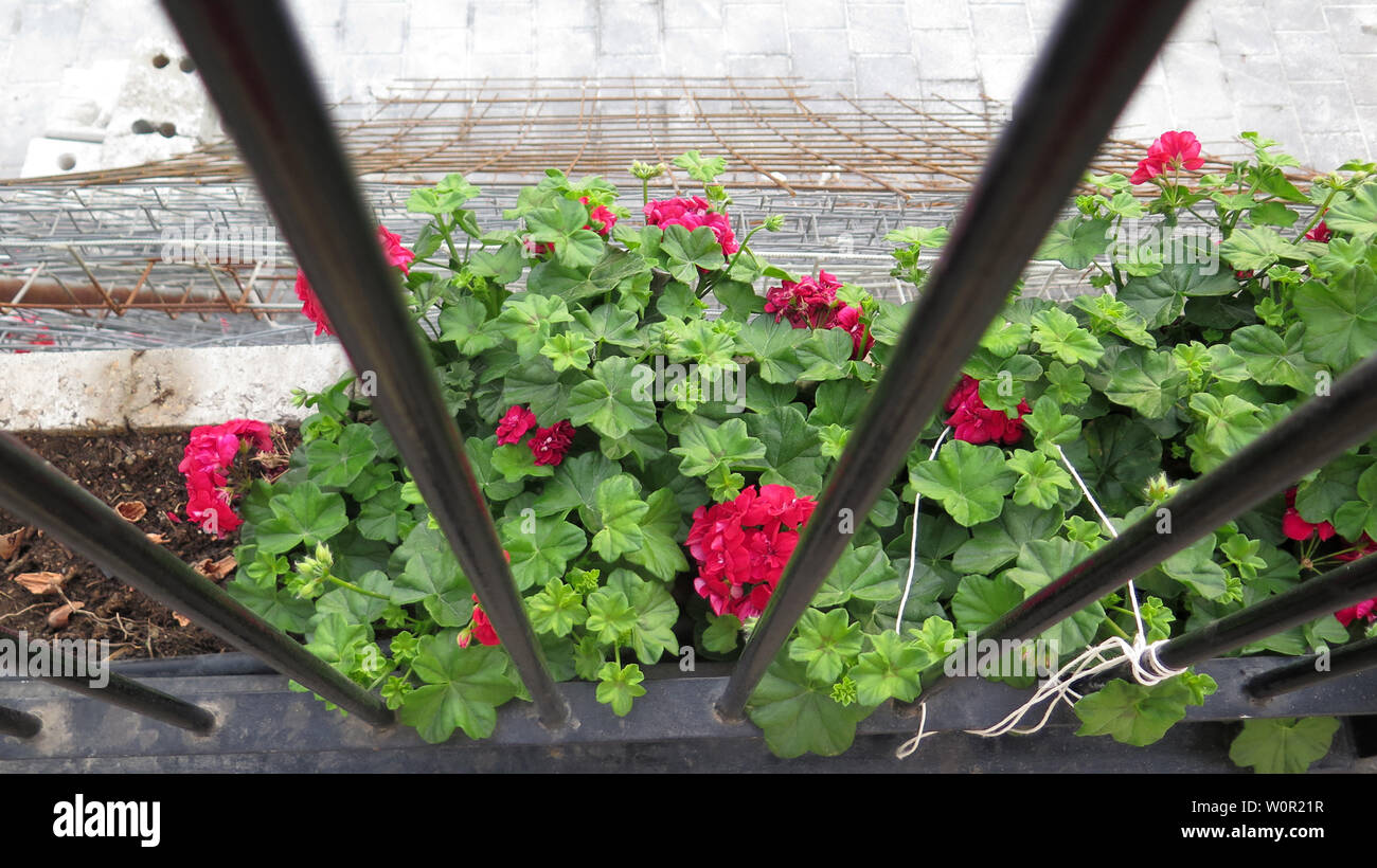 Top view of red flowering geraniums through guard rail in Andalusian ...