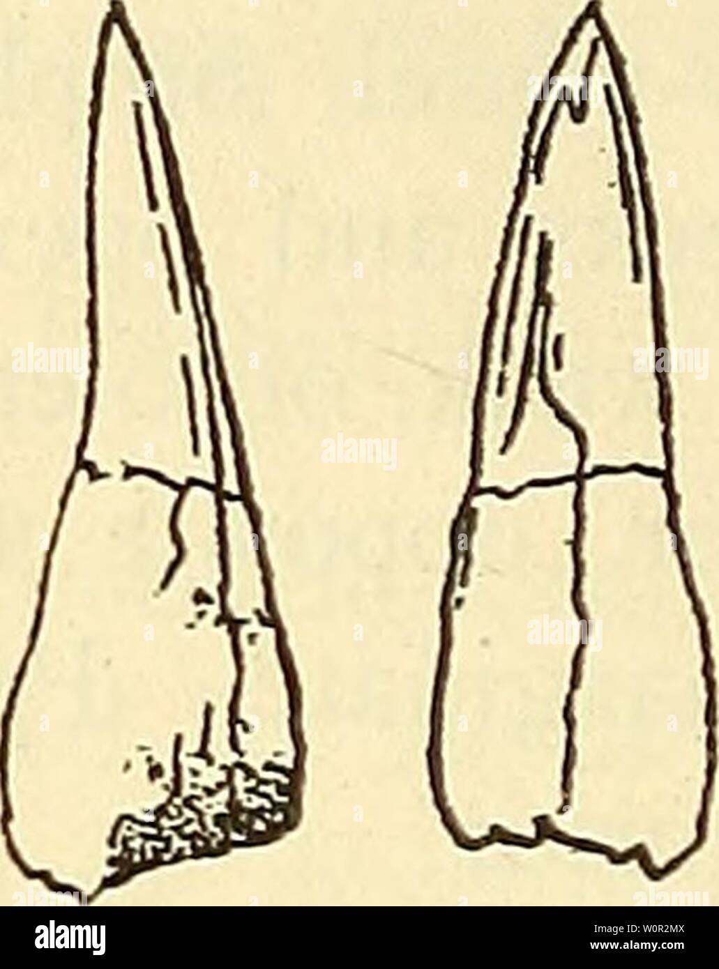 Archive image from page 213 of A description of the fossil. A ...