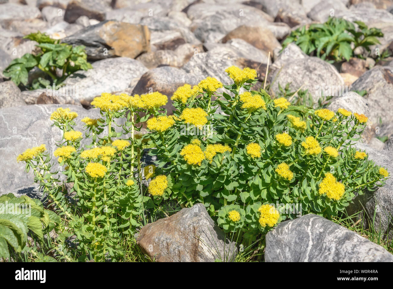 Rhodiola rosea altai hi-res stock photography and images - Alamy