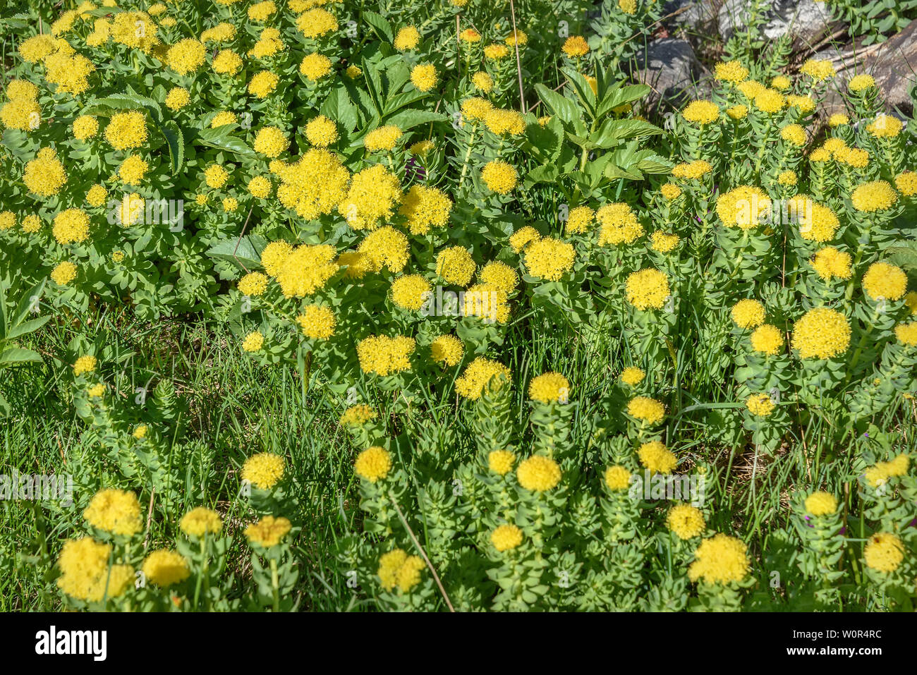 Rhodiola rosea altai hi-res stock photography and images - Alamy