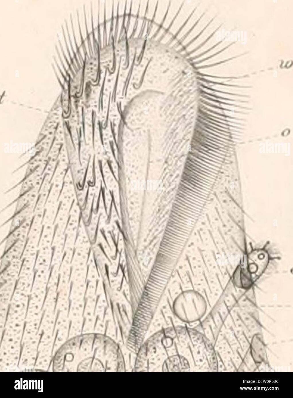 Archive image from page 248 of Der Organismus der Infusionsthiere (1859 ...