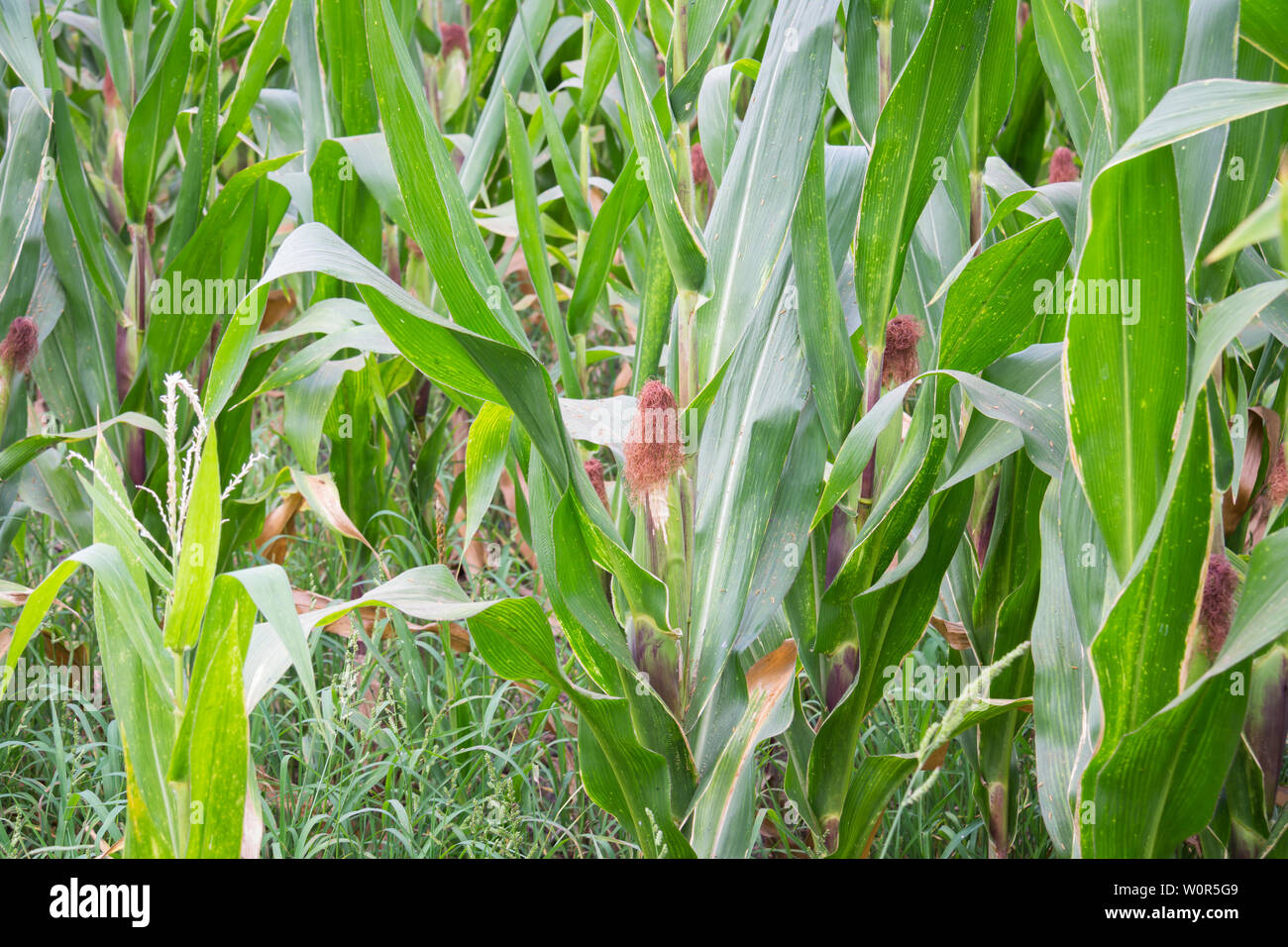Sweet corn in the garden Stock Photo - Alamy