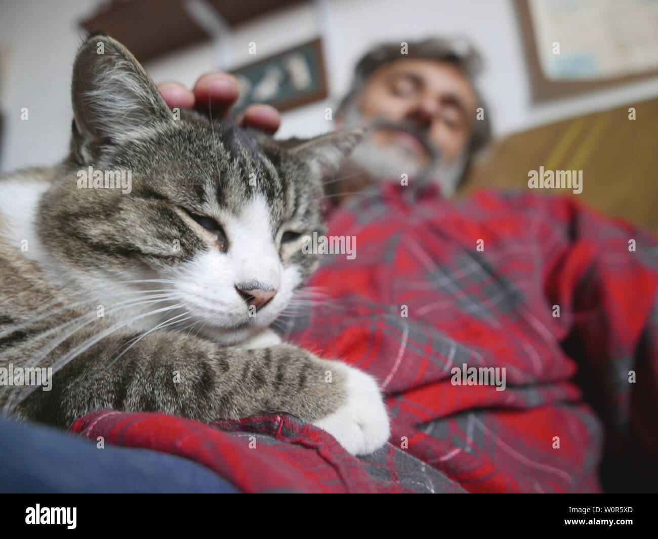 man and cat Pet Therapy Stock Photo - Alamy