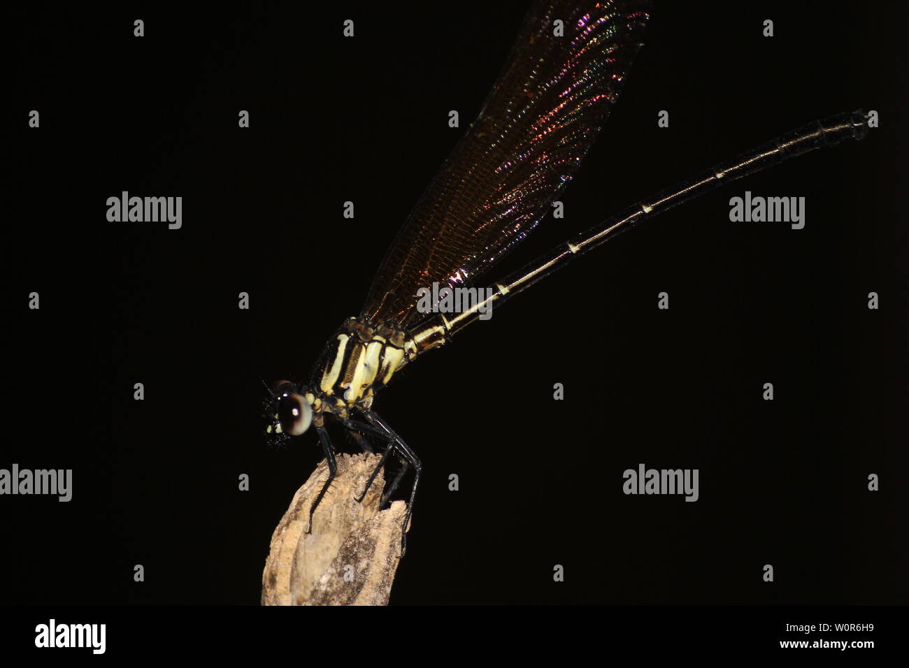 Euphaea hi-res stock photography and images - Alamy