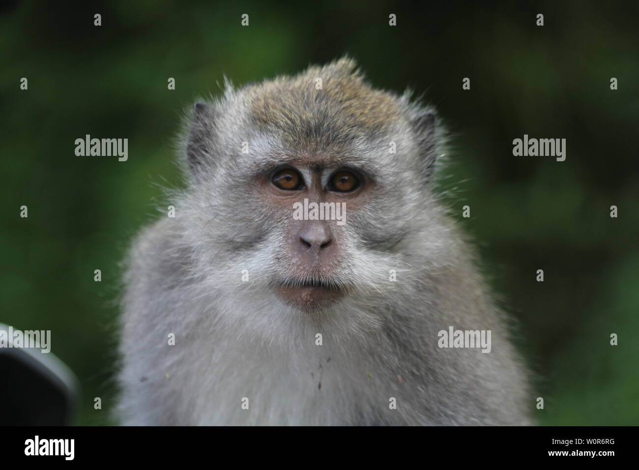 Long tailed mongkey Stock Photo - Alamy