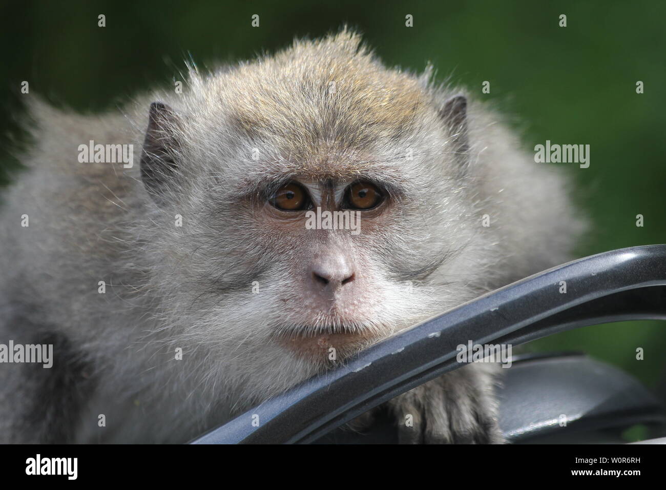 Long tailed mongkey Stock Photo - Alamy