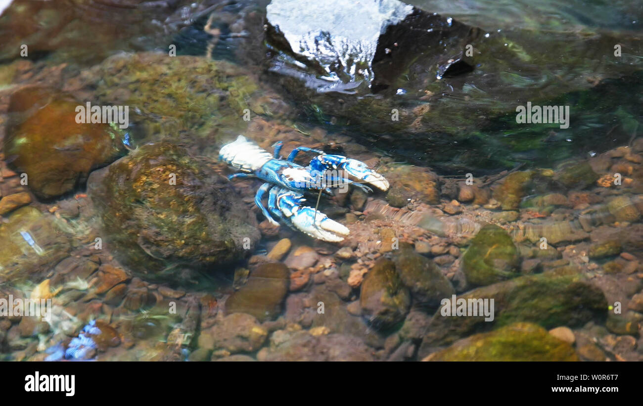 Spiny crayfish hi-res stock photography and images - Alamy