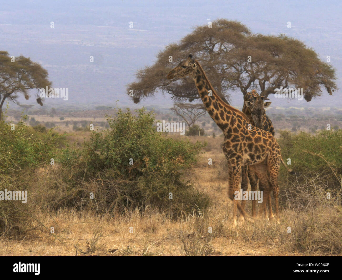 a male giraffe follows a female in amboseli, kenya Stock Photo - Alamy
