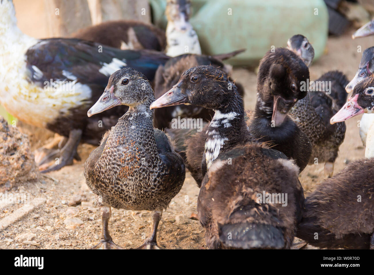 Lots of duck hi-res stock photography and images - Alamy