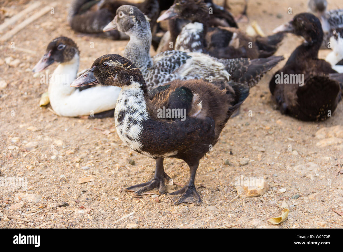 Lots of duck hi-res stock photography and images - Alamy
