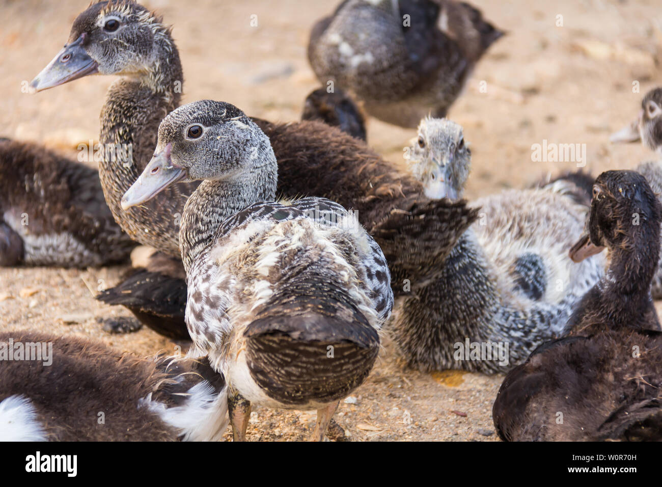 Lots of duck hi-res stock photography and images - Alamy