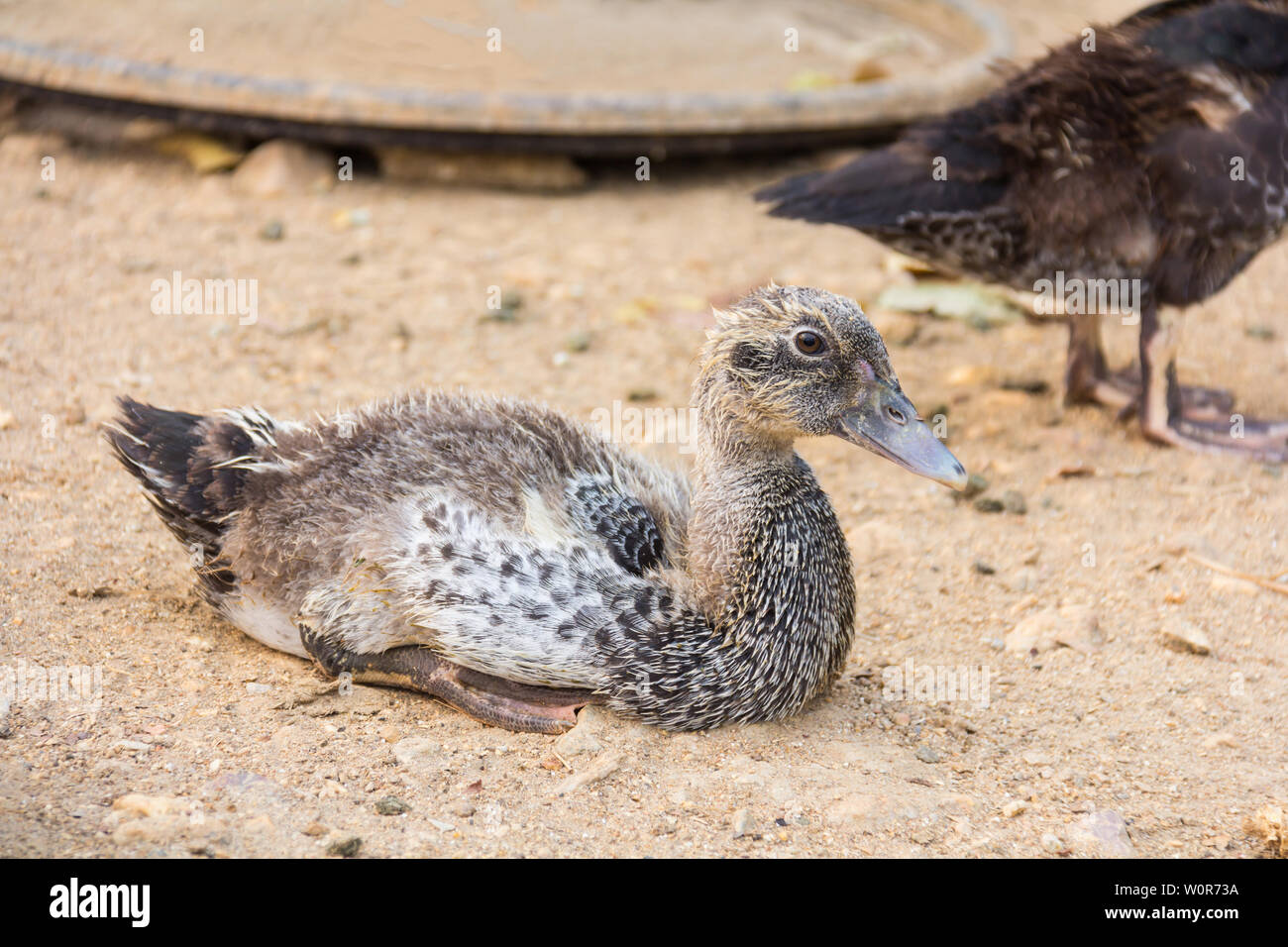Lots of duck hi-res stock photography and images - Alamy