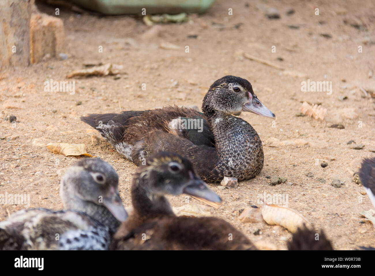 Lots of duck hi-res stock photography and images - Alamy