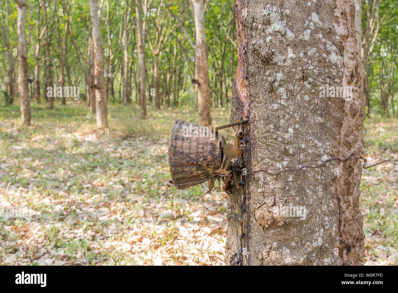 Plantation rubber Tree Harvesting in forest in Kerala state india Stock ...