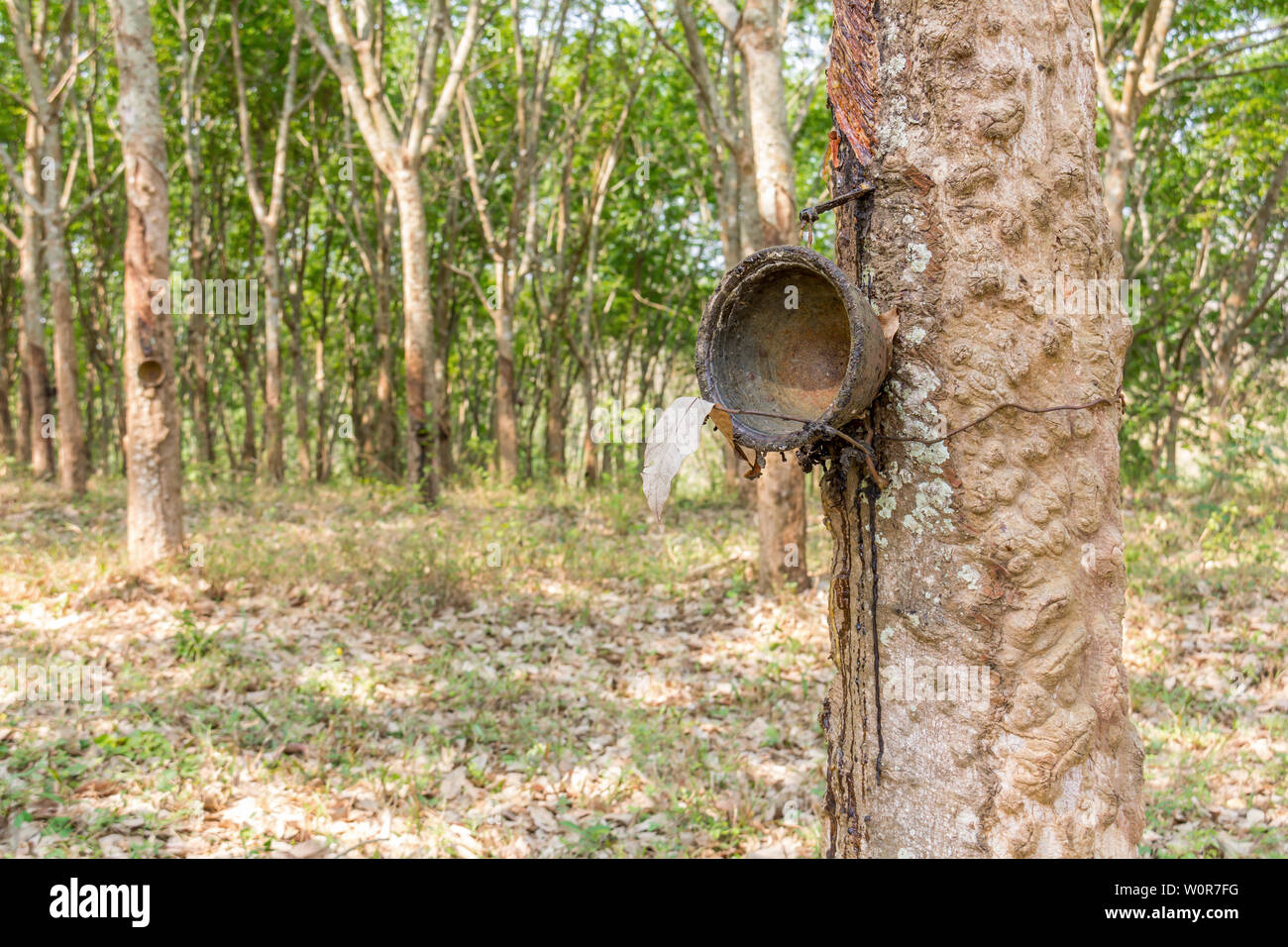 Plantation rubber Tree Harvesting in forest in Kerala state india Stock ...