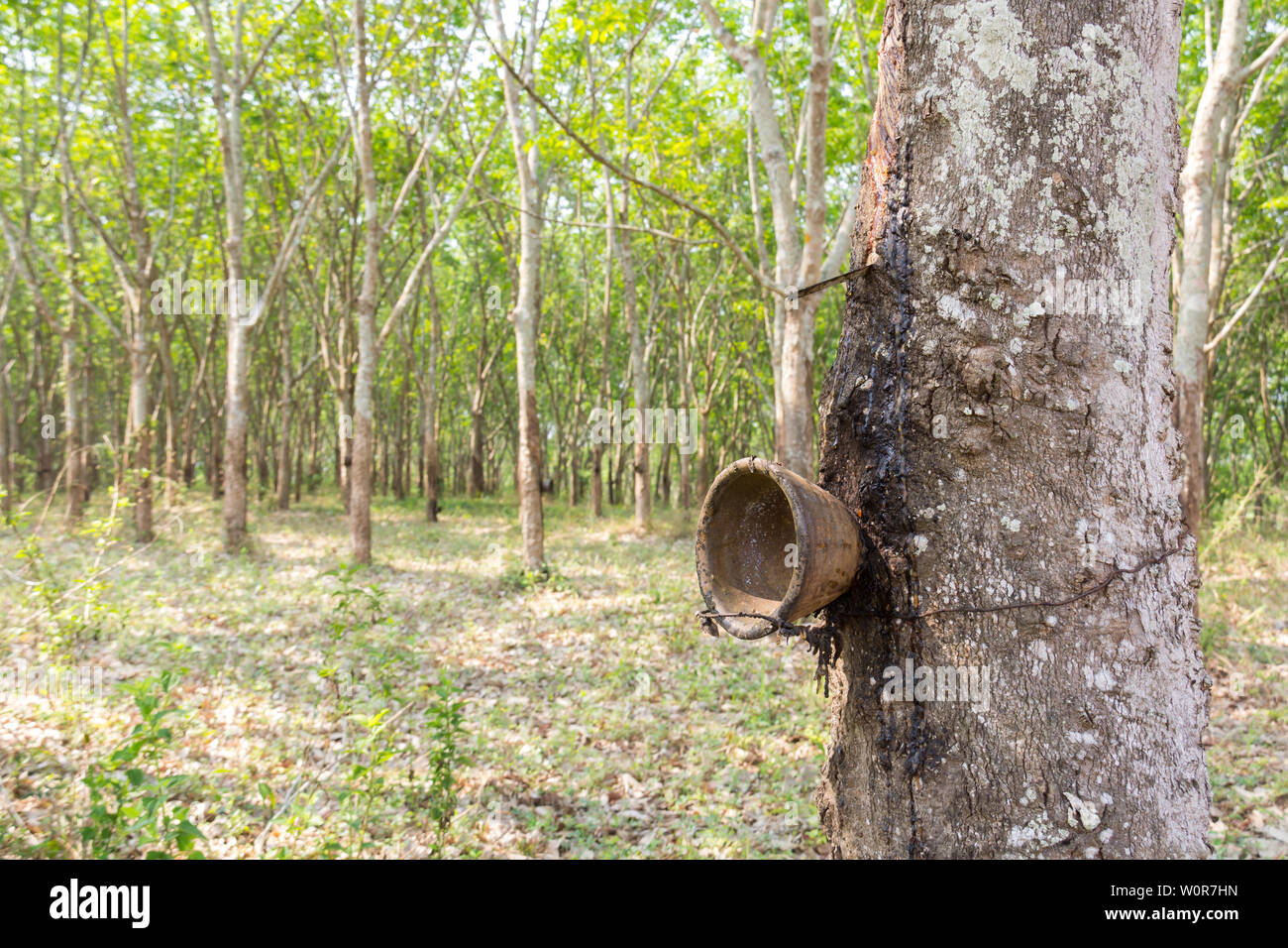 Rubber tree kerala hi-res stock photography and images - Alamy