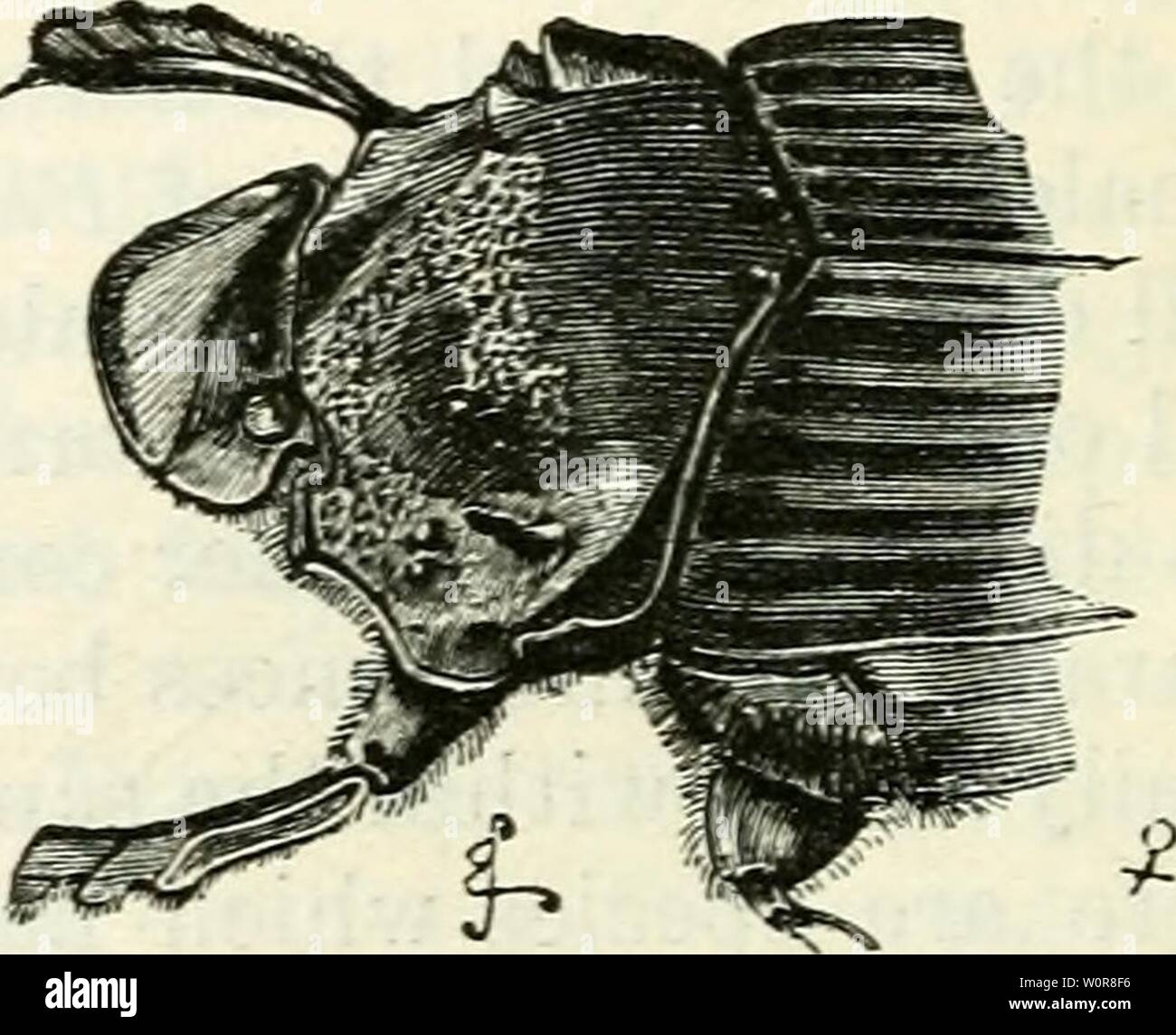 Archive image from page 317 of The descent of man Stock Photo - Alamy