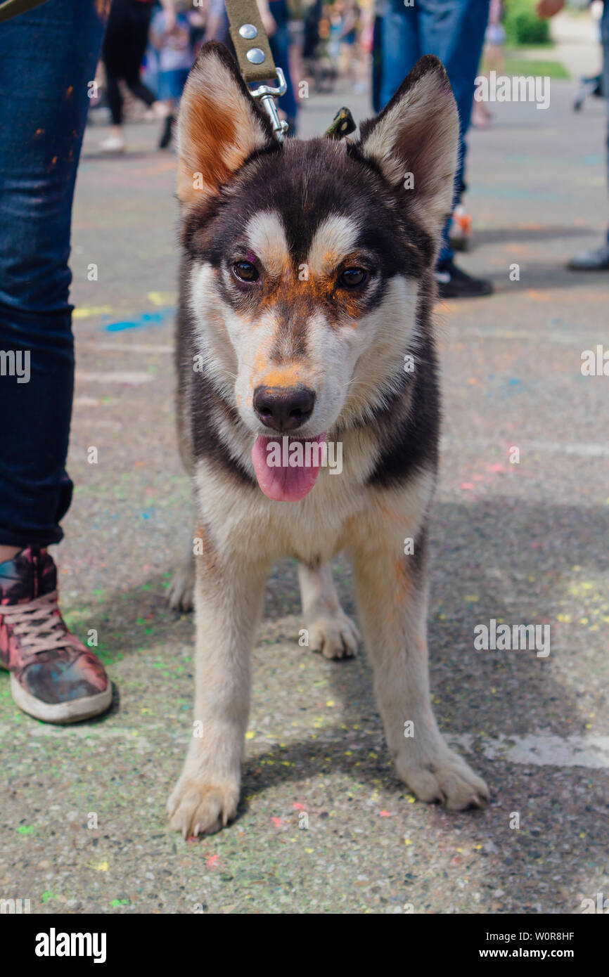Young husky covered with colorful Holi powder on the street Stock Photo ...
