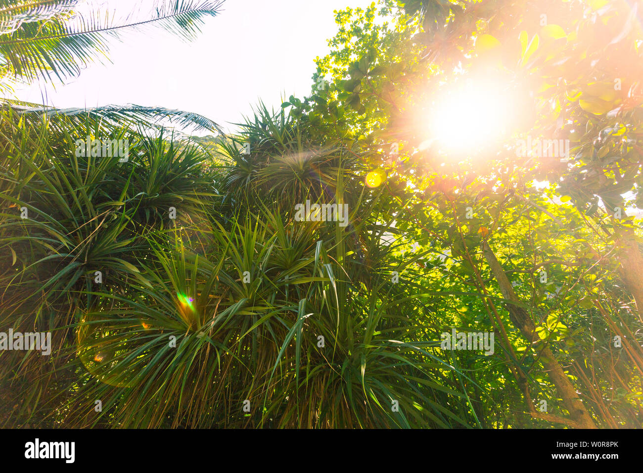 Tropical trees background concept Stock Photo - Alamy