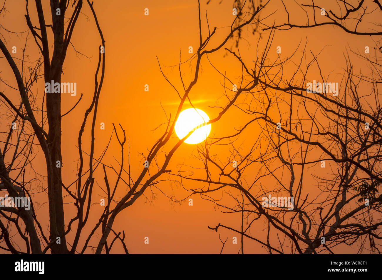 sunset with dead tree, silhouette shot Stock Photo - Alamy