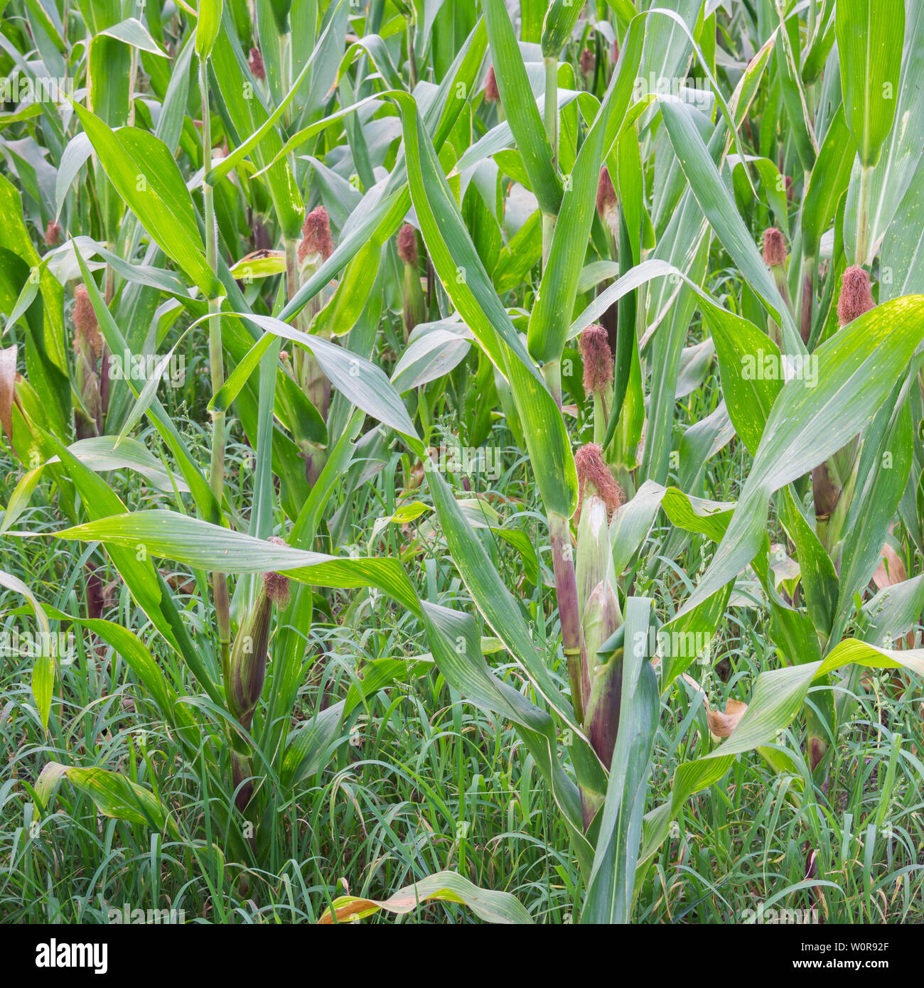 Sweet corn in the garden Stock Photo - Alamy