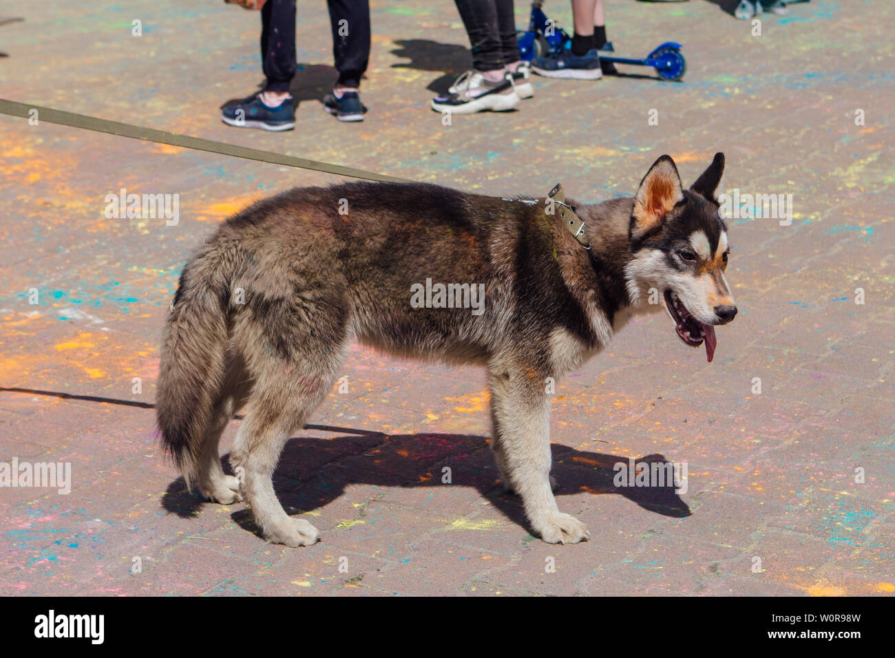 Young husky covered with colorful Holi powder on the street Stock Photo ...