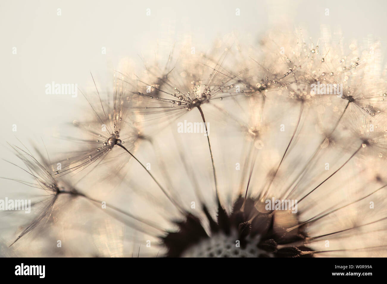 Dandelion blooms hi-res stock photography and images - Alamy